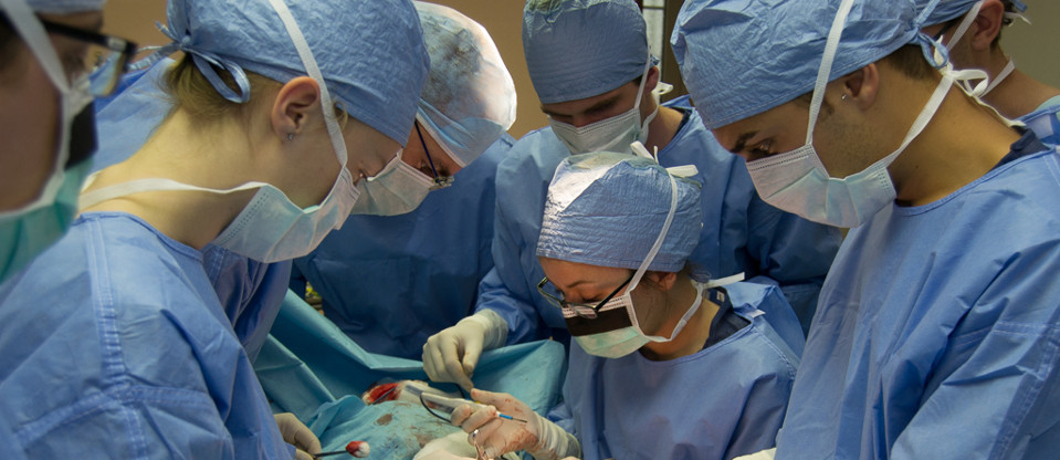 Summer School of Experimental Surgery